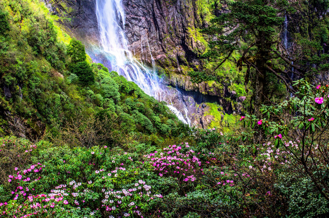 四川瓦屋山3月30日起恢复开放 高山杜鹃最佳观赏季来了 - 封面新闻
